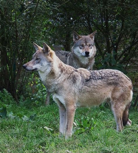 Eurasischer Wolf Wikipedia