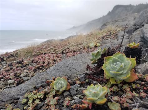 Wild Succulents In Redwood National Park Ca Succulents