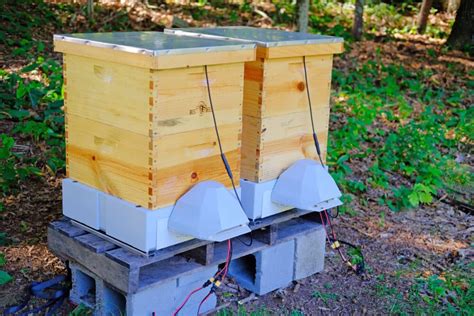 Introducing Best Bees Smarthive Technology