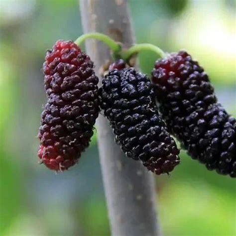 桑葚钓草鱼堪称一绝但这3个条件缺一不可 钓饵
