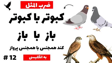 کبوتر با کبوتر باز با باز کند همجنس با همجنس پرواز Youtube