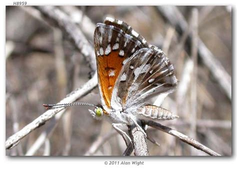 Apodemia Mormo Langei Live Adults