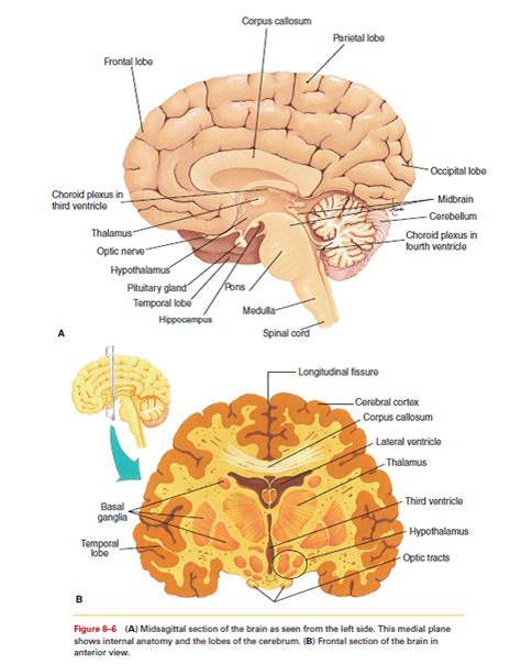 Corpus Callosum Parts