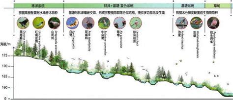 依据该修复技术框架于20162018年完成了大浪坝生态修复与鸟类生境重建工程 图4