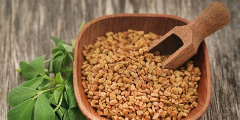Fenugreek Plant Benefits