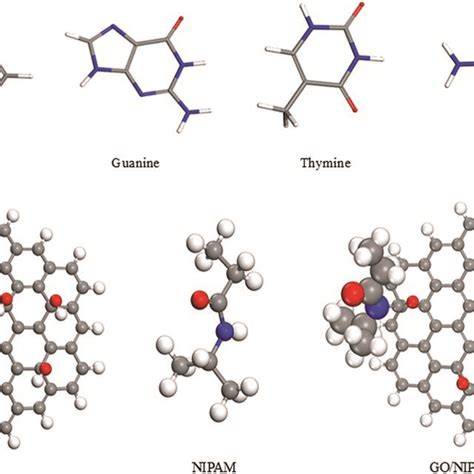 The Optimised Structures Of The Nucleobases GO NIPAM And GO NIPAM Download Scientific