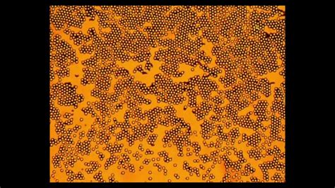 Active Apolar Doping Determines Routes To Colloidal Clusters And Gels