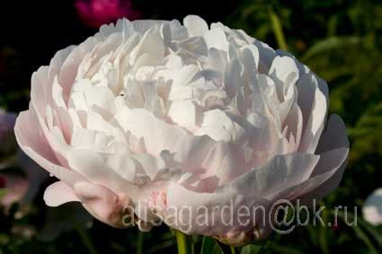 Пион Корина Версан