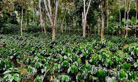 Los Sistemas Agroforestales Con Maderables Finos Pueden Transformar La