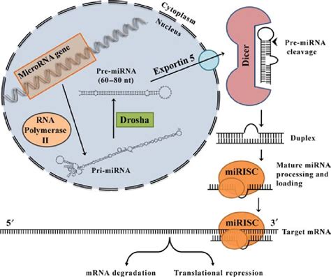 Microrna Biogenesis Primary Transcripts Are Transcribed By Rna