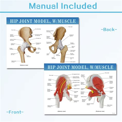 Evotech Scientific Hip Joint Model W Removable Muscles 6 Parts Life S
