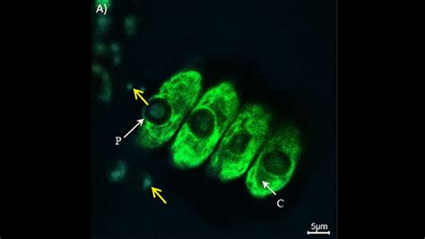 Microalgae And Bacteria Interaction—evidence For Division Of Diligence In The Alga Microbiota