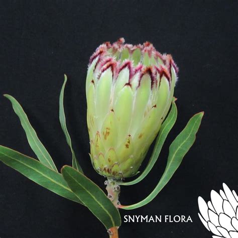 Protea Sharon South African Fresh Flower Exporters