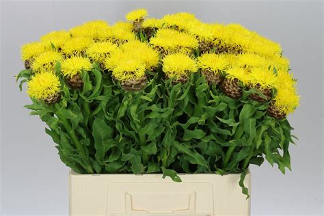 Centaurea Macrocephala Florasystem Žilina