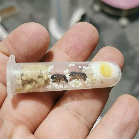 Formosan Termite Coptotermes Formosanus For Sale Happyforeststore