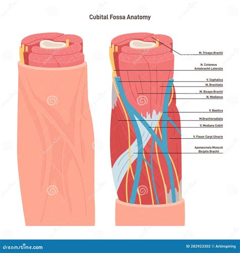 Cubital Fossa Diagram
