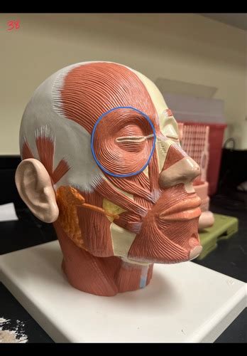 AP Lab Practical Flashcards Quizlet AP Lab Practical Flashcards Quizlet