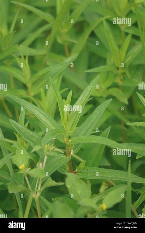 Rotala Ramosior Also Known Lowland Rotala Grass This Plant Is