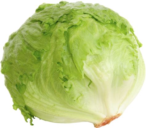 Head Of Lettuce Png Clipart Large Size Png Image Pikpng