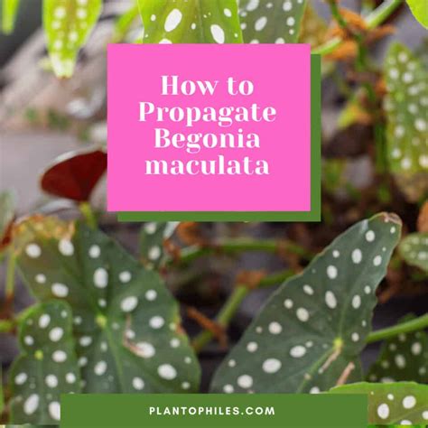 3 Best Methods How To Propagate Begonia Maculata