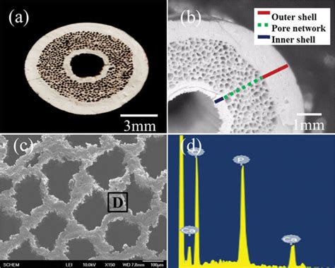 Optical Micrograph A Scanning Electron Micrograph B Detail Of The