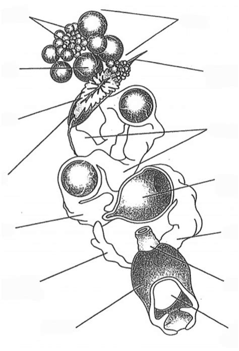 Chicken Female Reproductive Tract Diagram Quizlet