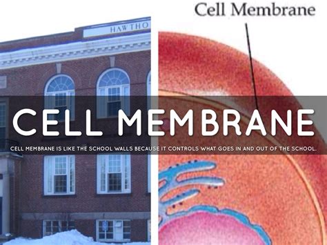 Cell Membrane Introduction Structure And Function