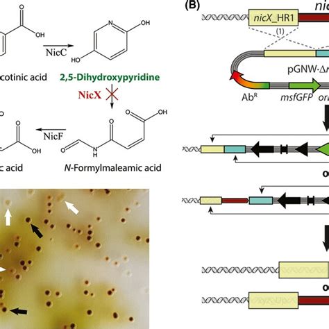 Deletion Of Nicx In Pseudomonas Putida Kt2440 A Proposed Degradation Download Scientific
