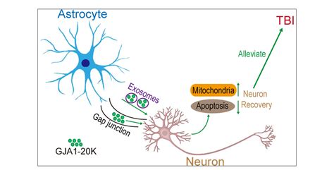 Astrocytes And Neurons