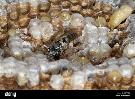 Details Of Inside Of Wasp Nest Showing Various Stages Of Development Stock Photo Alamy