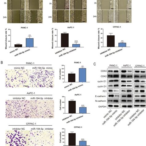Mir 194 5p Promotes The Proliferation Of Pdac Cells A Edu Assay And Download Scientific