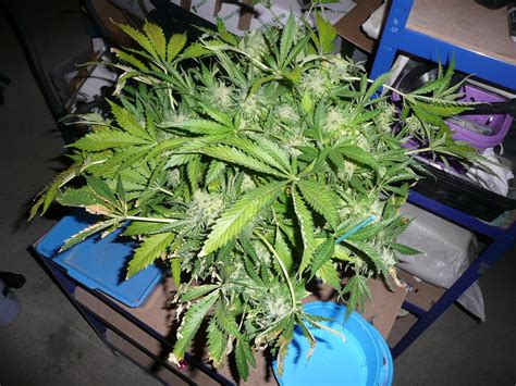 Sex Bud Torpedo Industrial Plant And Others Uk420