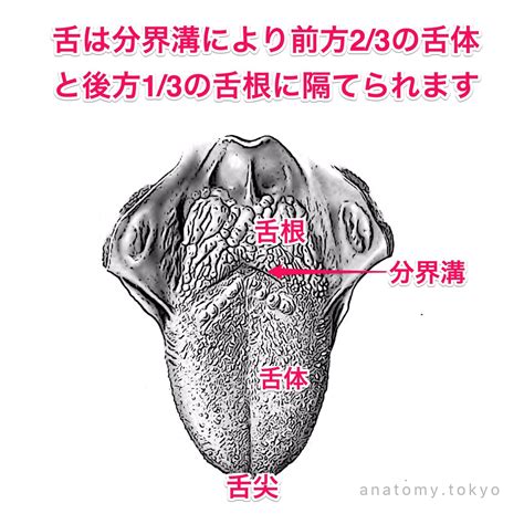 【舌】 舌は 溝 により前方23の舌体と後方13の舌根に隔てられる 解答 分界溝 舌は分界溝により前方23の舌体と後方13の舌根に隔てられます 解剖学 消化器系 口腔