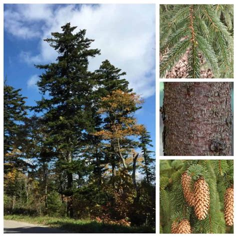 Red Spruce Nova Scotia Provincial Tree