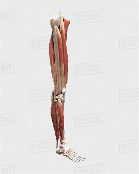 Medical Illustration Of Human Leg Muscles Bones And Joints Royalty