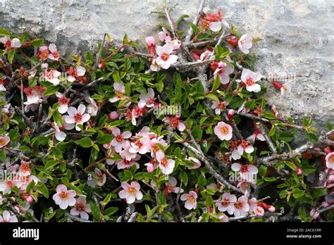 Foliage And Flowers Of A Dwarf Prostrate Wild Plum Prunus Prostrata