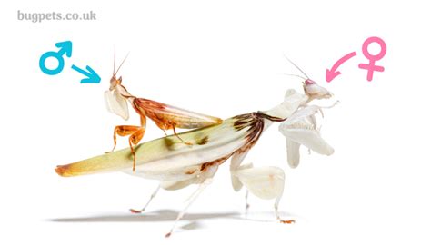 Praying Mantis Anatomy