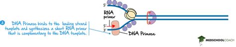 Dna Replication Mcat Biology Medschoolcoach