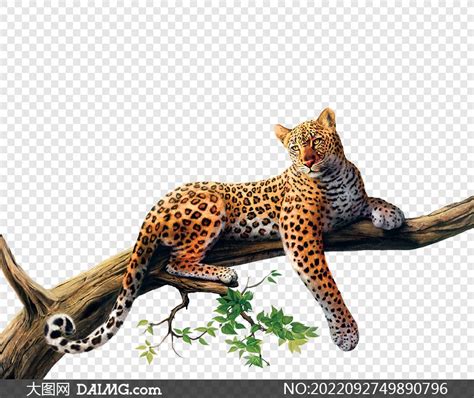 树干上休息的猎豹动物主题免抠图片 大图网图片素材