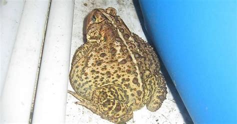 Obese Toad Album On Imgur