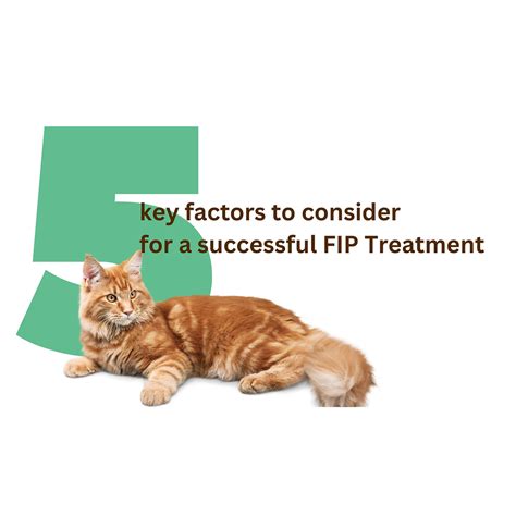 5 Key Factors To Consider For A Successful Fip Treatment Early