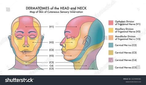 Medical Diagram Dermatomes Head Neck 库存插图 2225909381 Shutterstock