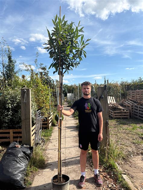 Full Standard Trees Mature Trees For Sale Buy Online Handcs Trees