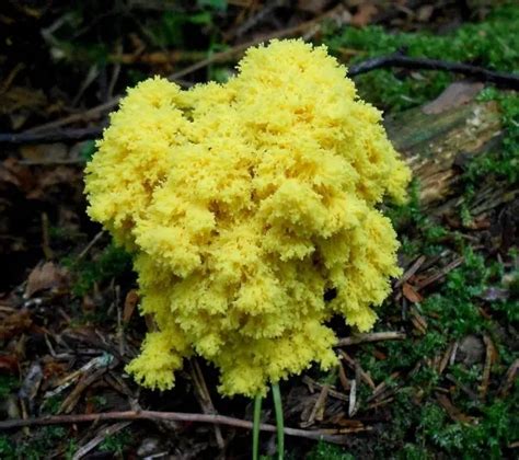 Fuligo Putrefactive Fuligo Septica Photo And Description Healthy Food Near Me