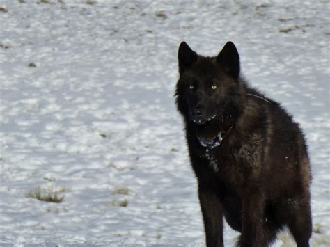 Kostenlose Bild Schwarzer Wolf Melanistic Farbe Variante Grau Wolf