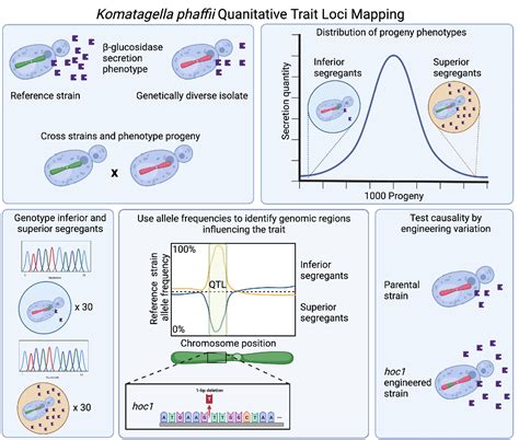 Figure 1 From Exploring The Genetic Architecture Of Protein Secretion In Komagataella Phaffii