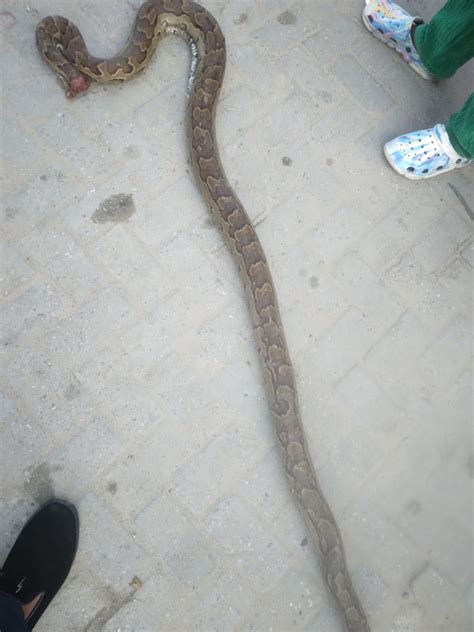 Python Killed At My Estate Gate This Morningvideo Food Nigeria