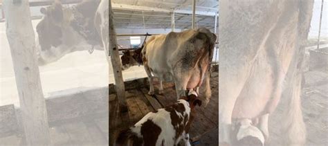 Корова айширской породы купить в Хасавюрте Животные и зоотовары Авито