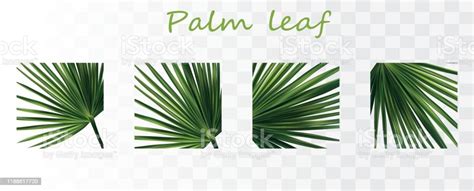컬렉션 녹색 야자수 잎입니다 투명 한 배경에 고립 된 열대 야자수 잎 텍스트에 대한 복사 공간이있는 3d 사실적인 나뭇잎 여름 잎입니다 아이콘 배너 잎이 닫힙습니다 벡터
