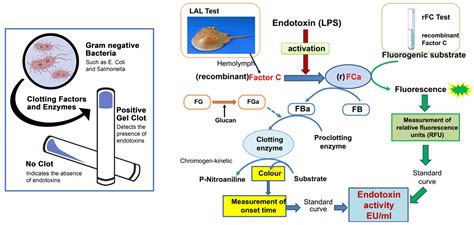 Endotoxin Testing Of Biological Drugs Creative Diagnostics